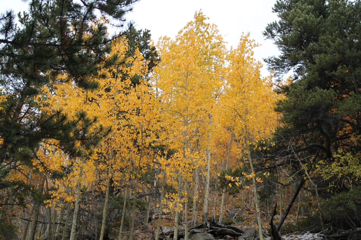 11 Amazing Hikes in Evergreen, CO You MUST Hike