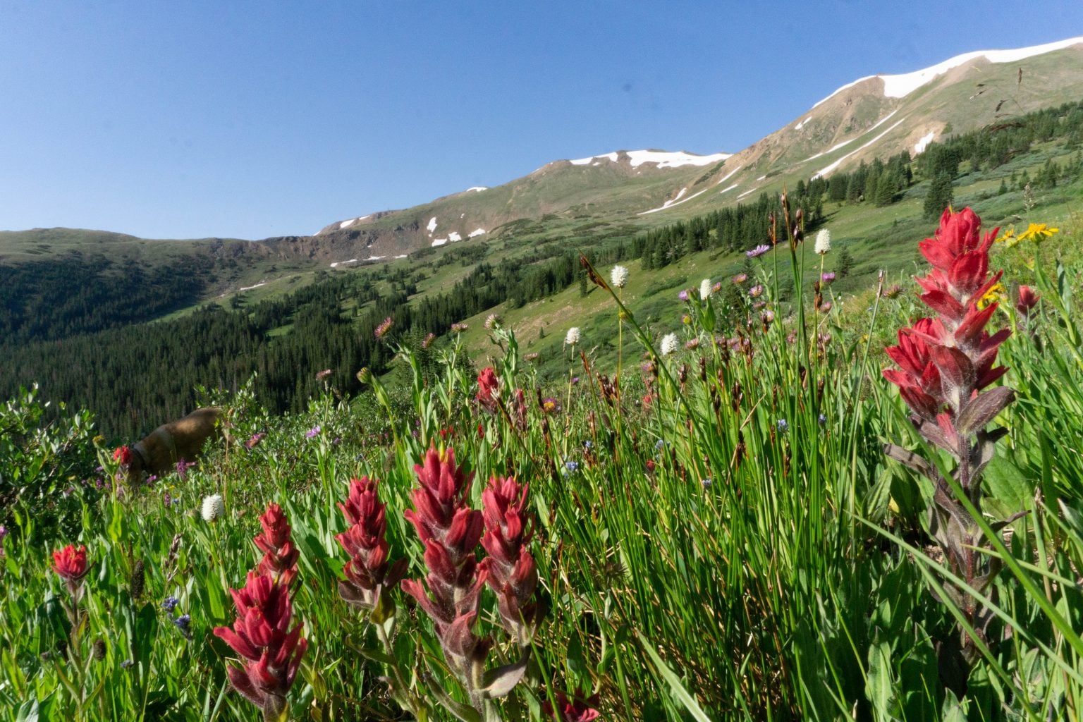 Jones Pass, Colorado: A Complete Local Recreation Guide