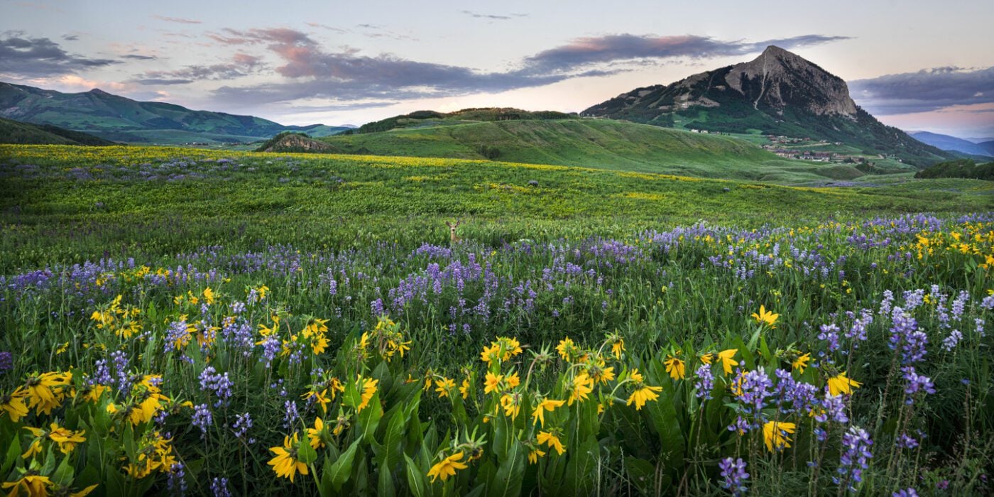 Local's List of Where to Find Colorado Wildflowers this Season