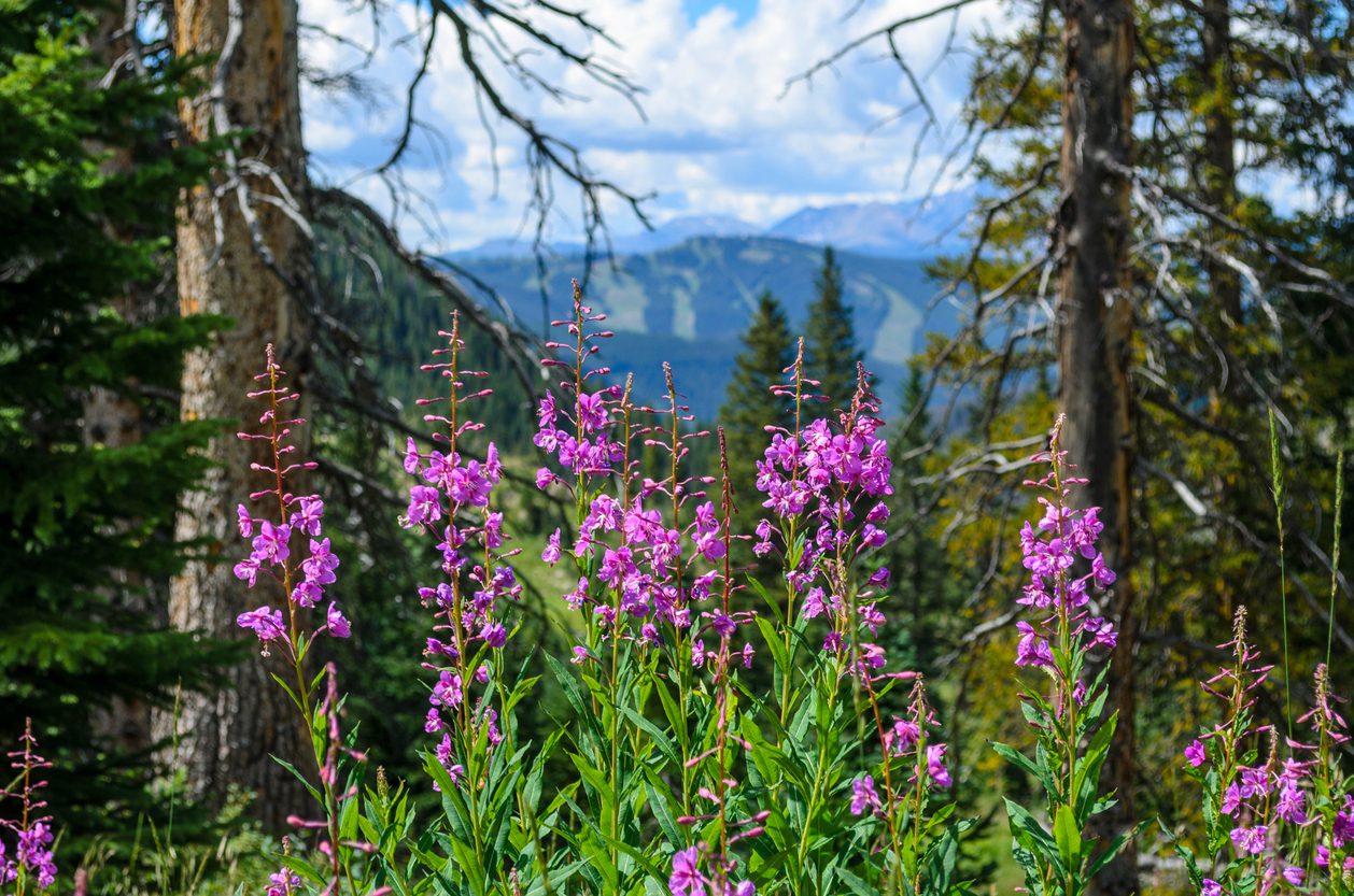 Local's List of Where to Find Colorado Wildflowers this Season